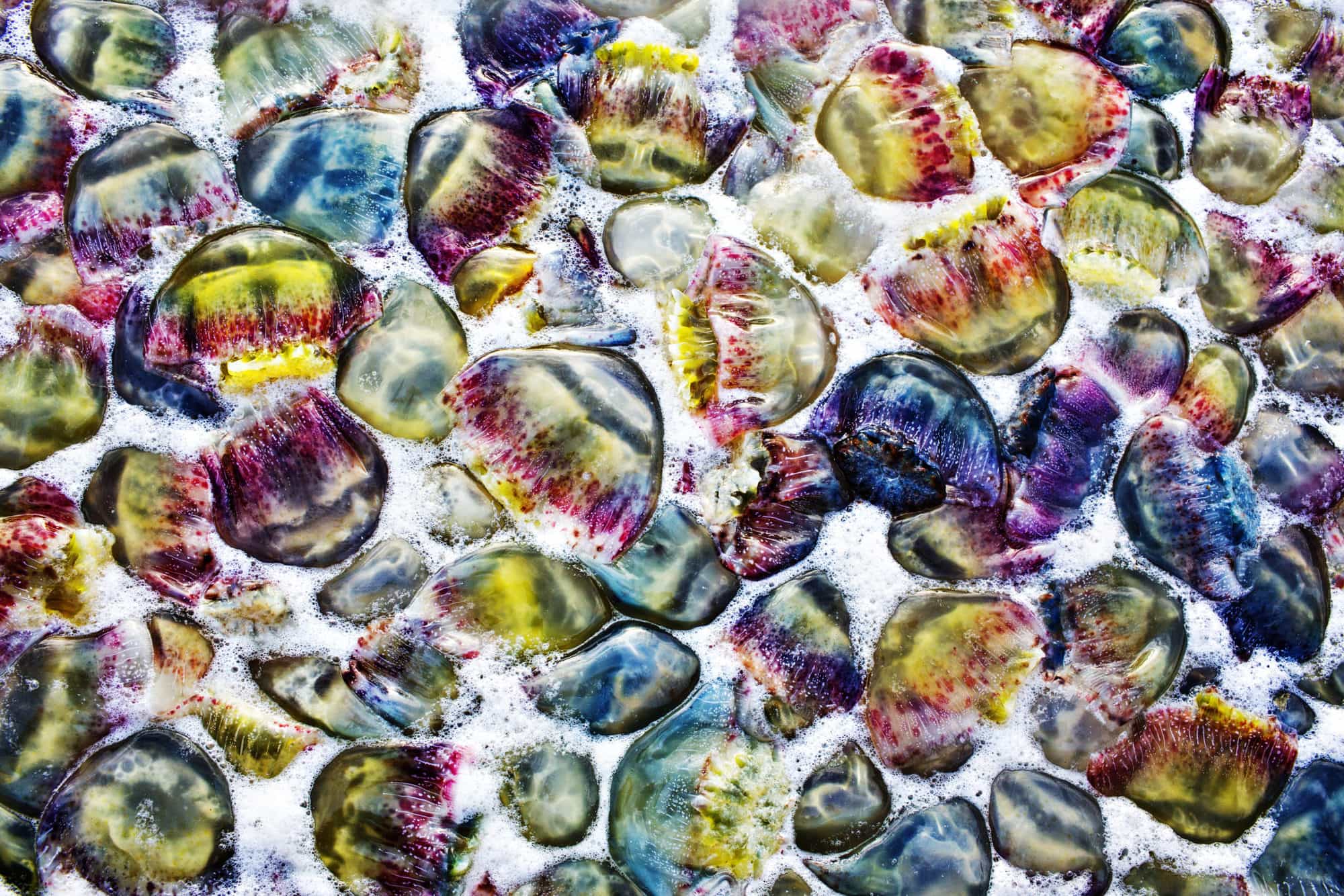 Gopler skaffer jobs og penge - Ulandssekretariatet